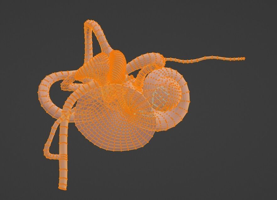 3D Model of Ear Anatomy 3D model | CGTrader