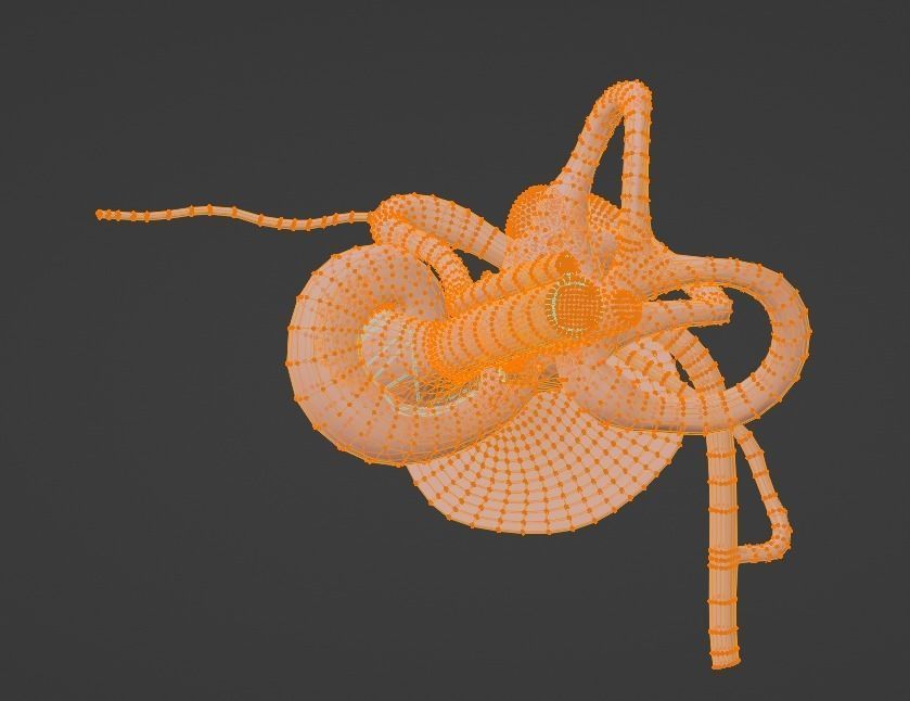3D Model of Ear Anatomy 3D model | CGTrader