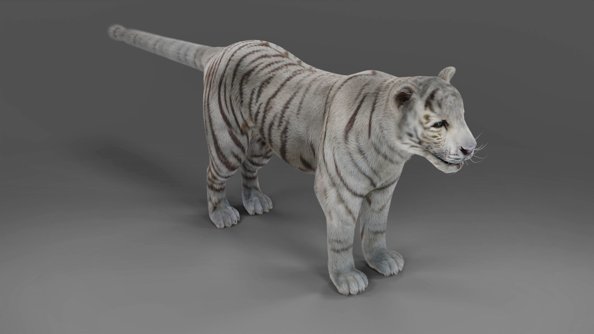 3D model Fur White Tiger NO Rigged in Blender VR / AR / low-poly | CGTrader