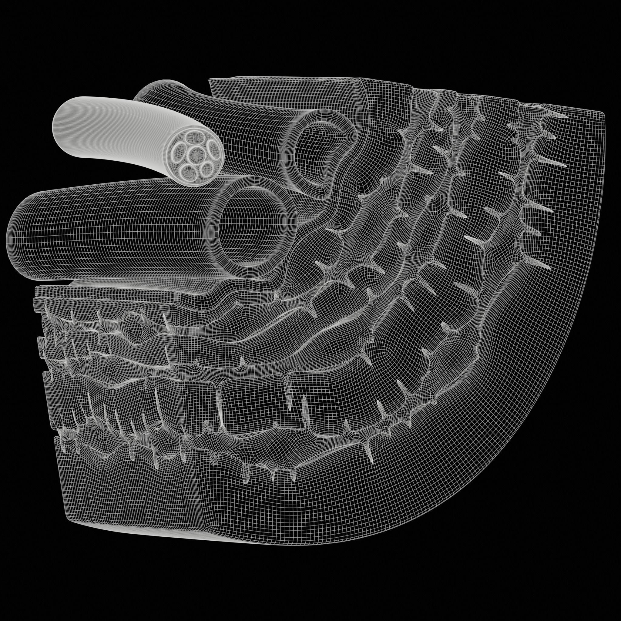 Osteocyte in compact bone Osteon 3D model | CGTrader