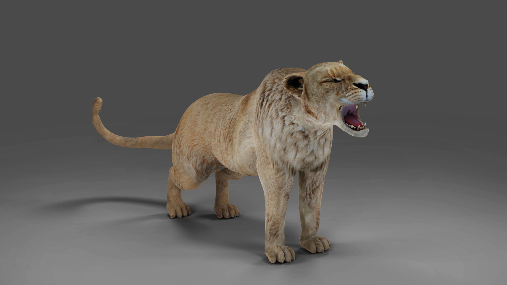 3d Model Lioness Rigged And Animation In Blender Unity Vr Ar Low Poly Cgtrader