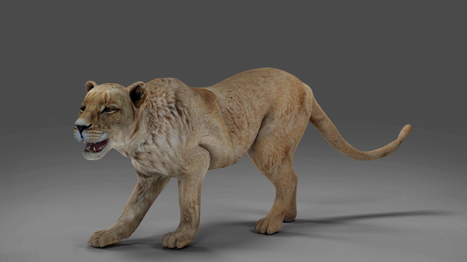 3D model Lioness Rigged V01 in Blender VR / AR / low-poly | CGTrader