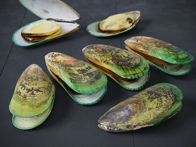 Mussel Green Shell 3D model | CGTrader