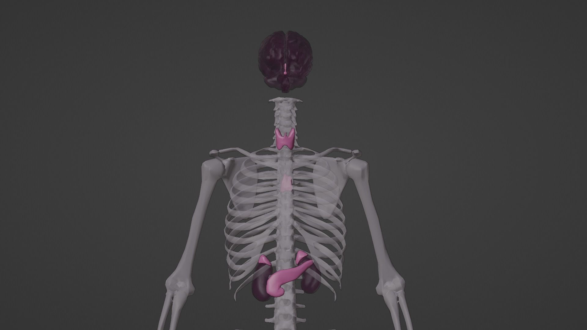 3D Model of Endocrine System 3D model | CGTrader