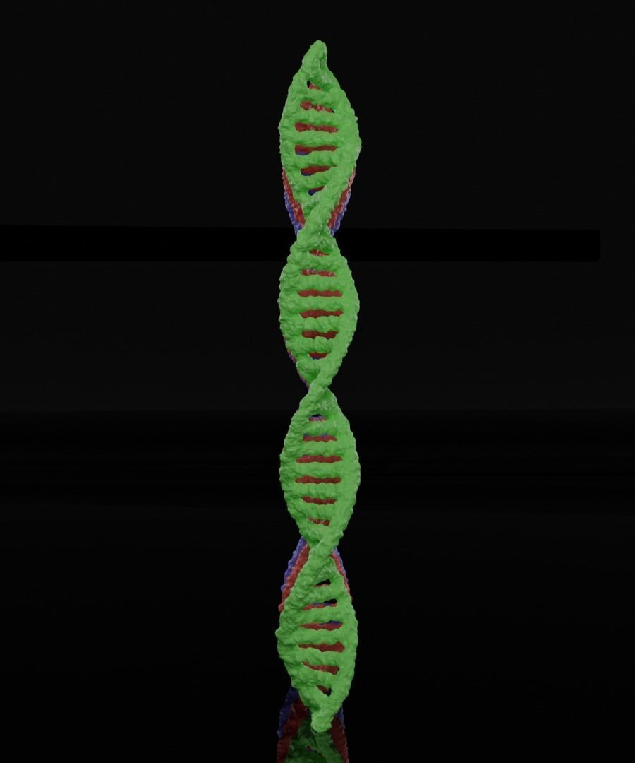 3D model DNA 3D model VR / AR / low-poly | CGTrader