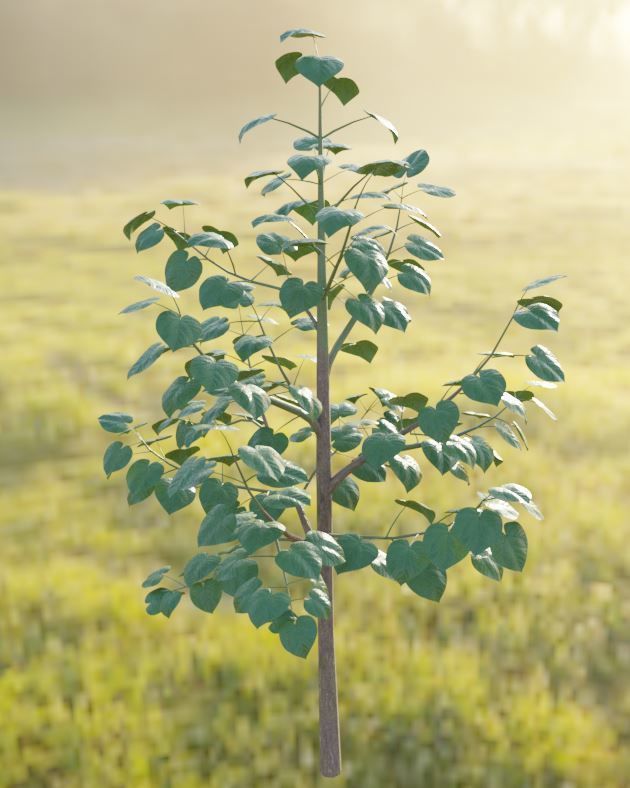 3D model Empress-Tree Package VR / AR / low-poly | CGTrader