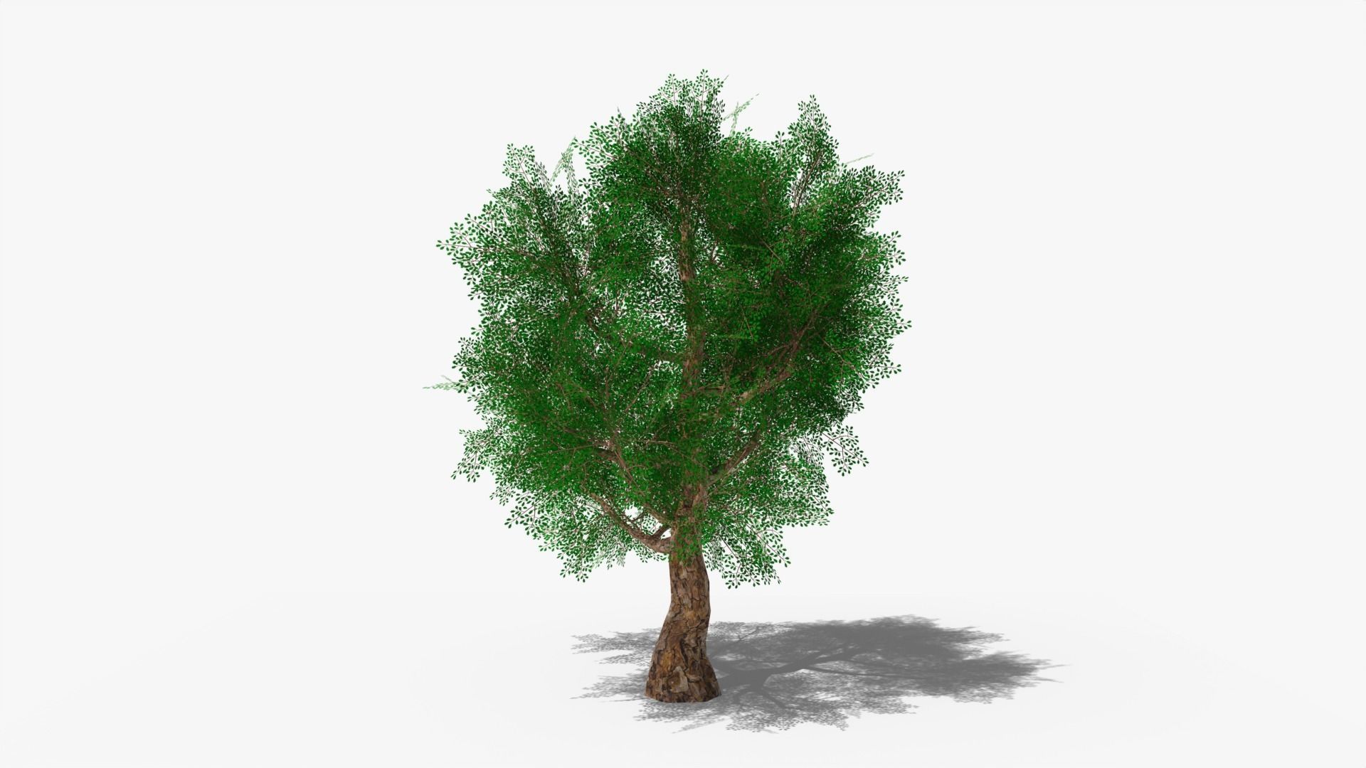 3D model Stylized Cartoon Oak VR / AR / low-poly | CGTrader