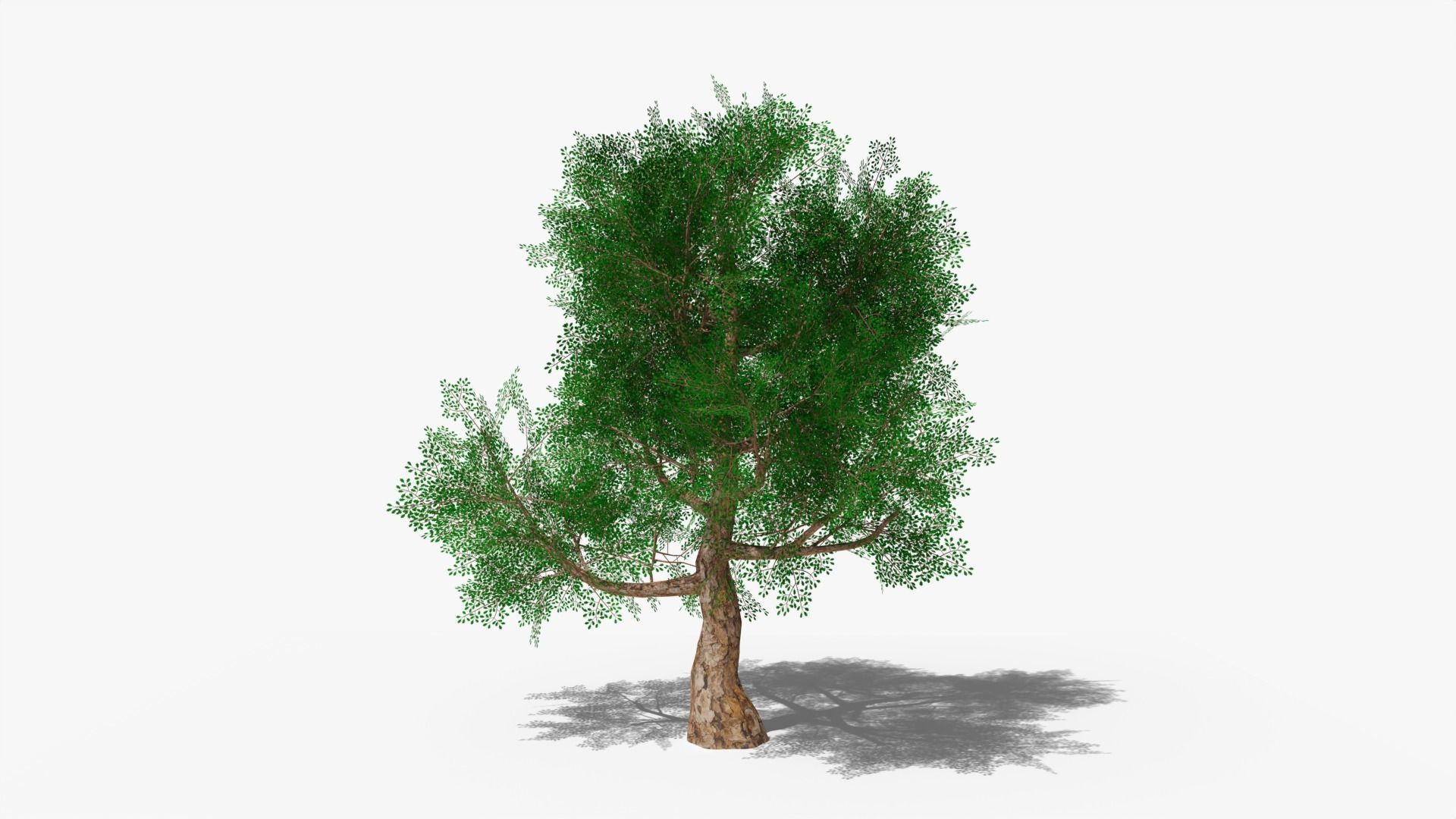 3D model Stylized Cartoon Oak VR / AR / low-poly | CGTrader