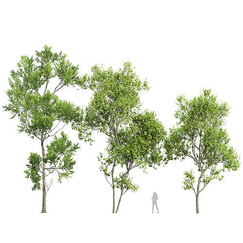 Spring trees Acer Saccharinum and Fagus Grandifolia 3D model | CGTrader