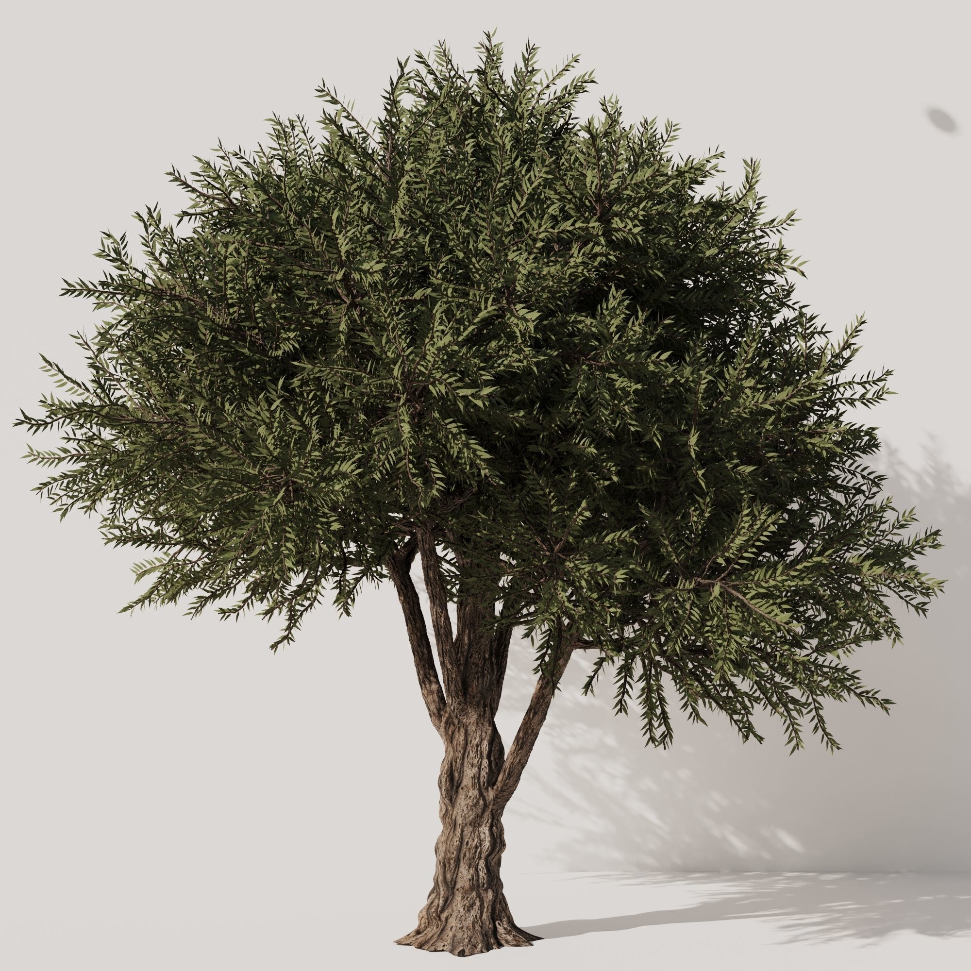 Olive Tree Set6 3D model | CGTrader