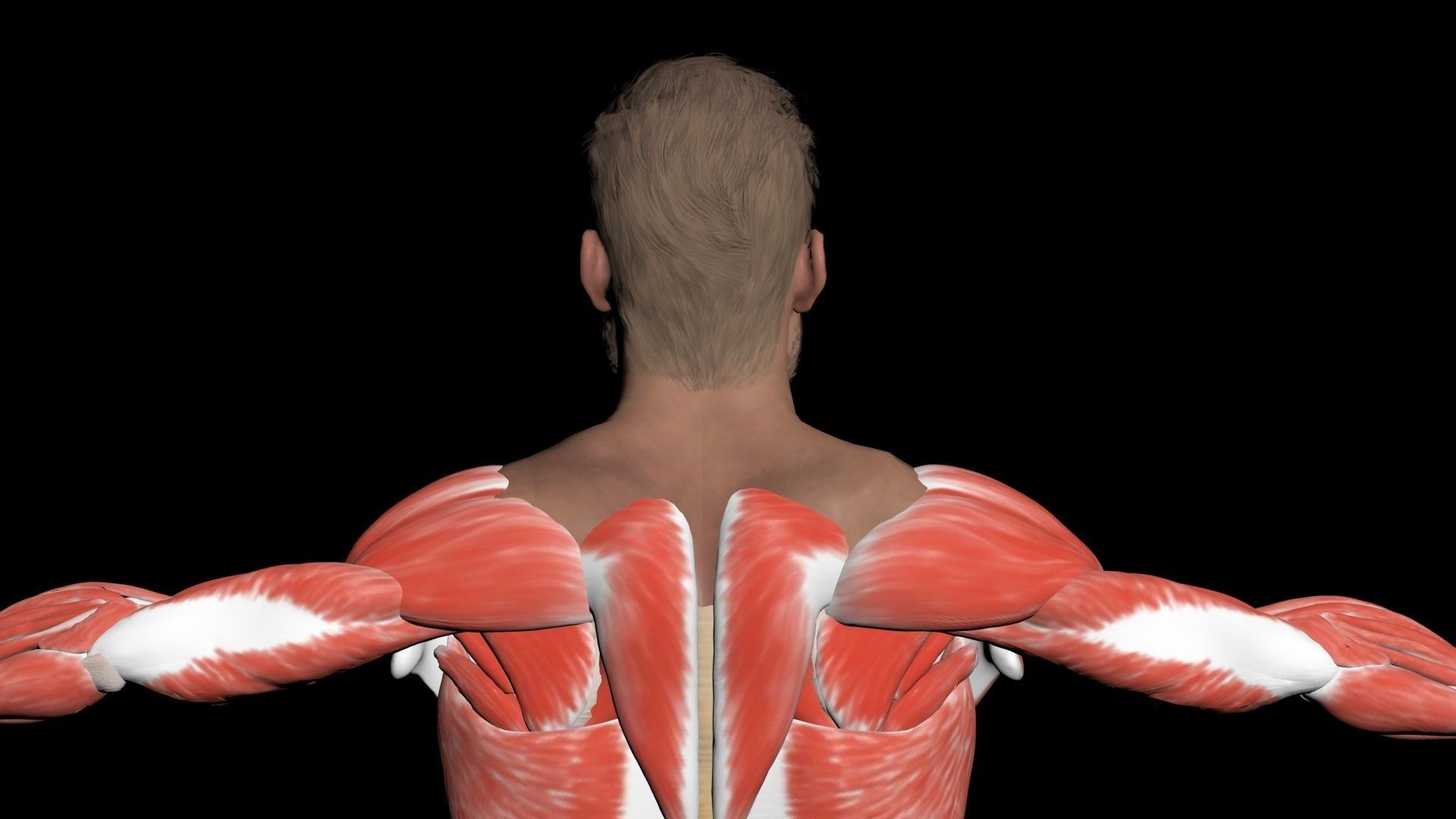 3D model Muscular Man Exposed Muscles fitness crossfit Health VR / AR ...