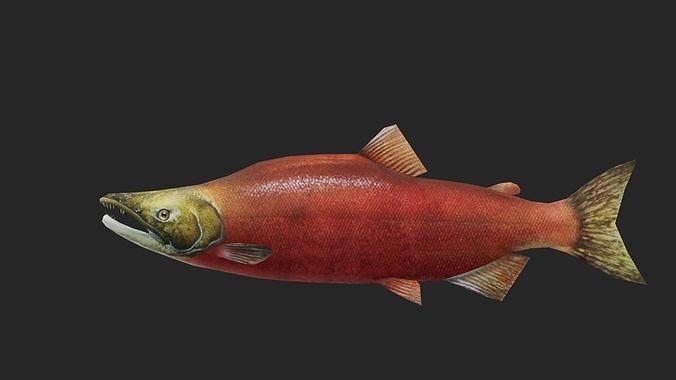 trout 3D model rigged | CGTrader