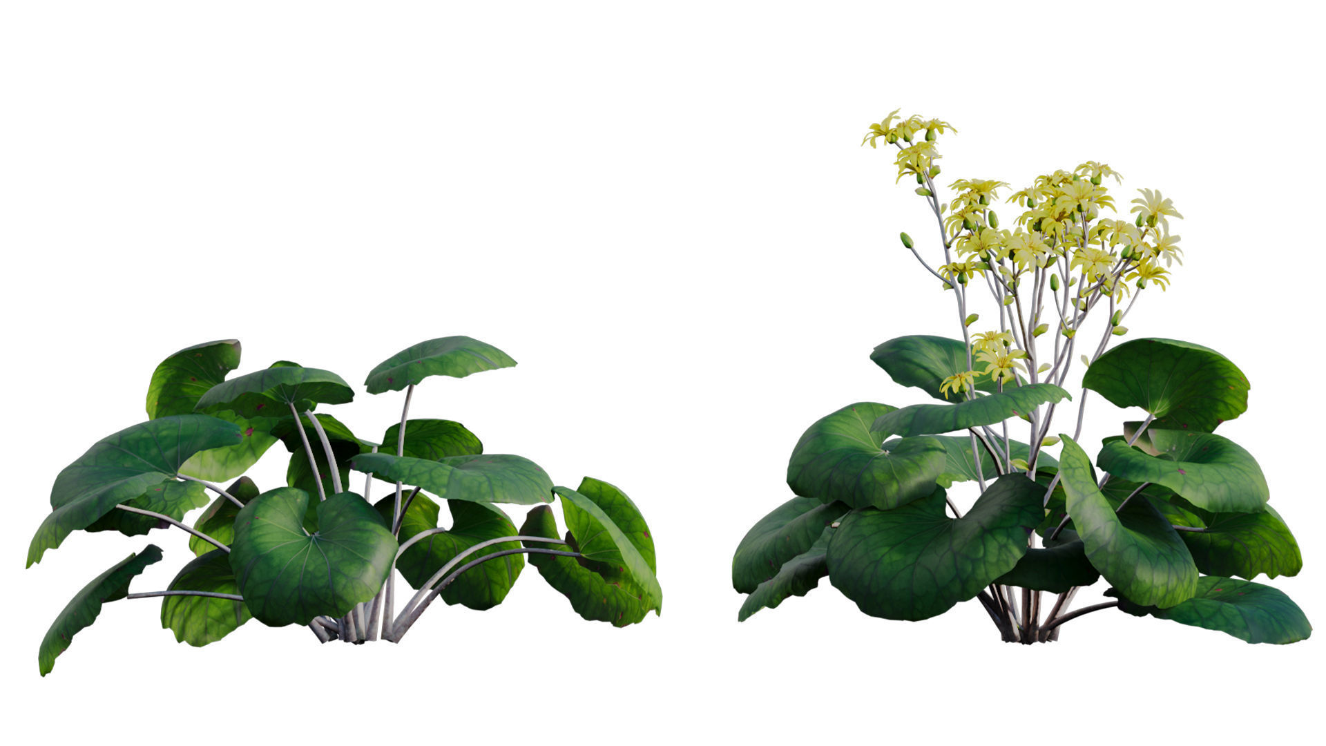 Farfugium japonicum - Leopard Plant 3D model | CGTrader