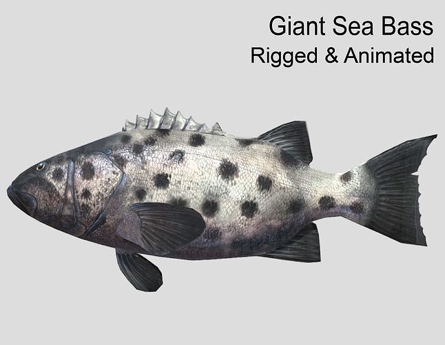 3d Model Giant Sea Bass Realistic Animated Vr Ar Low Poly Cgtrader