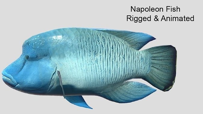 3D model Napoleon Fish VR / AR / low-poly | CGTrader