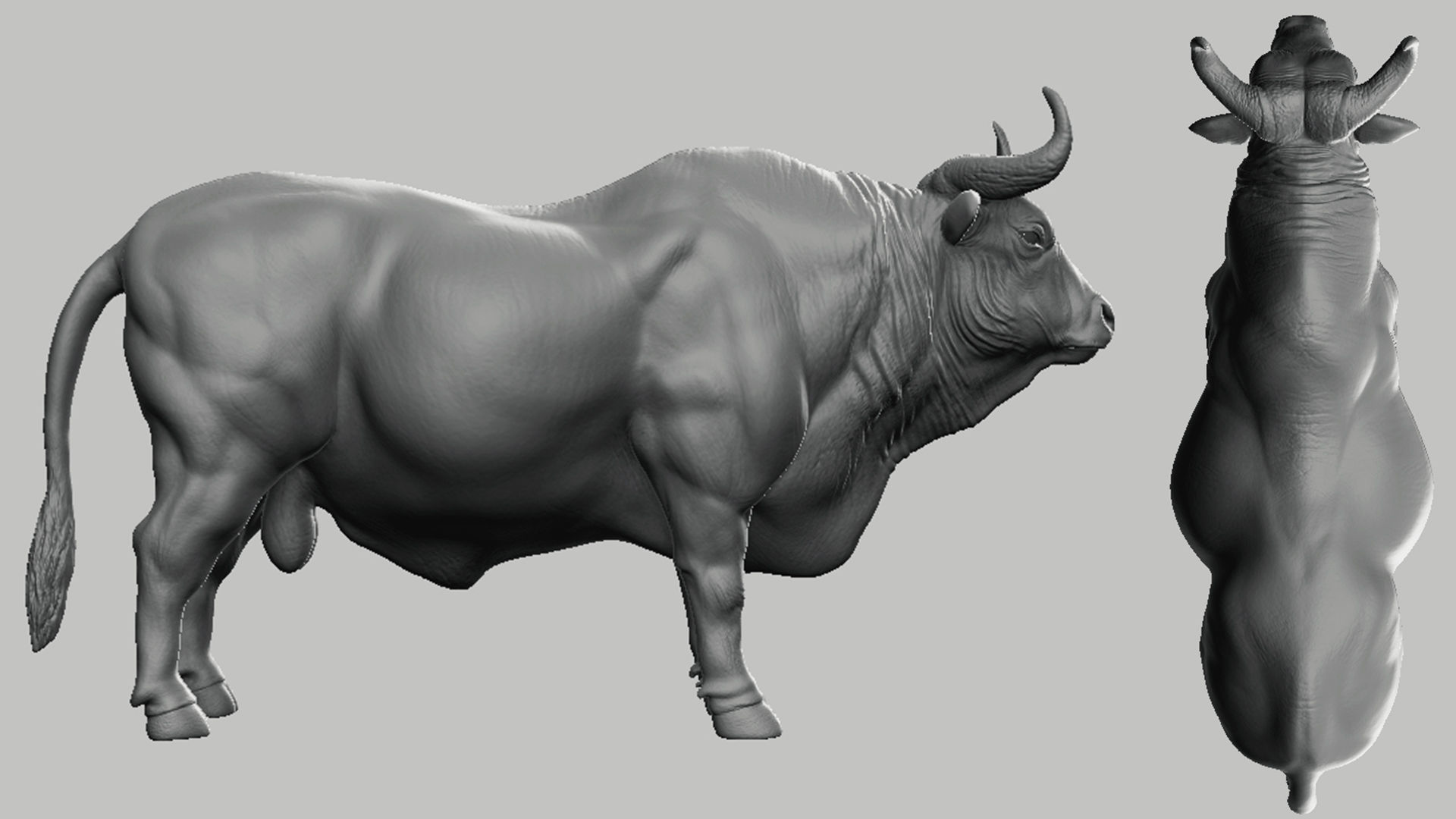 Bull model 3D model | CGTrader