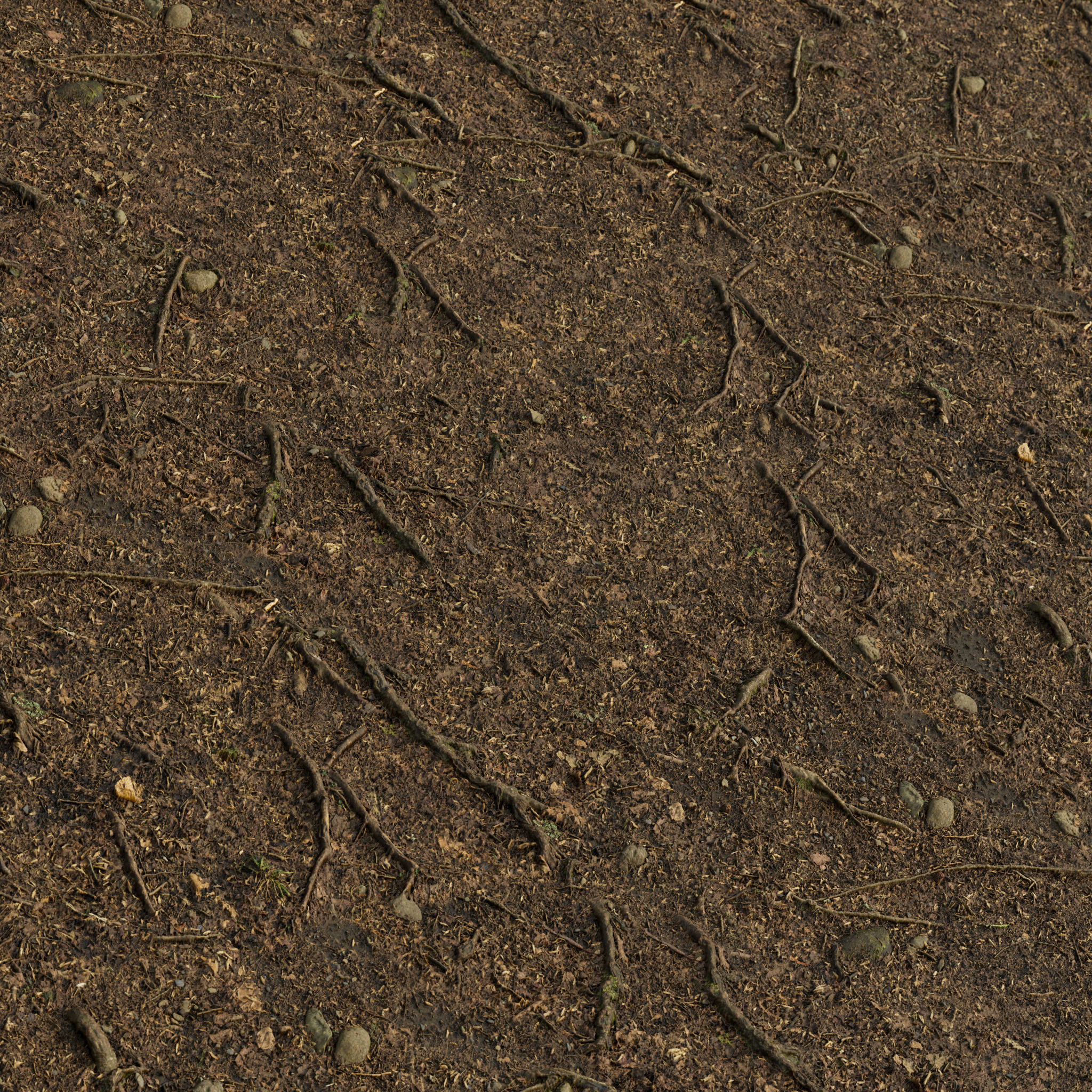 Forest Roots Ground 01 - Free 4K Material free Texture | CGTrader