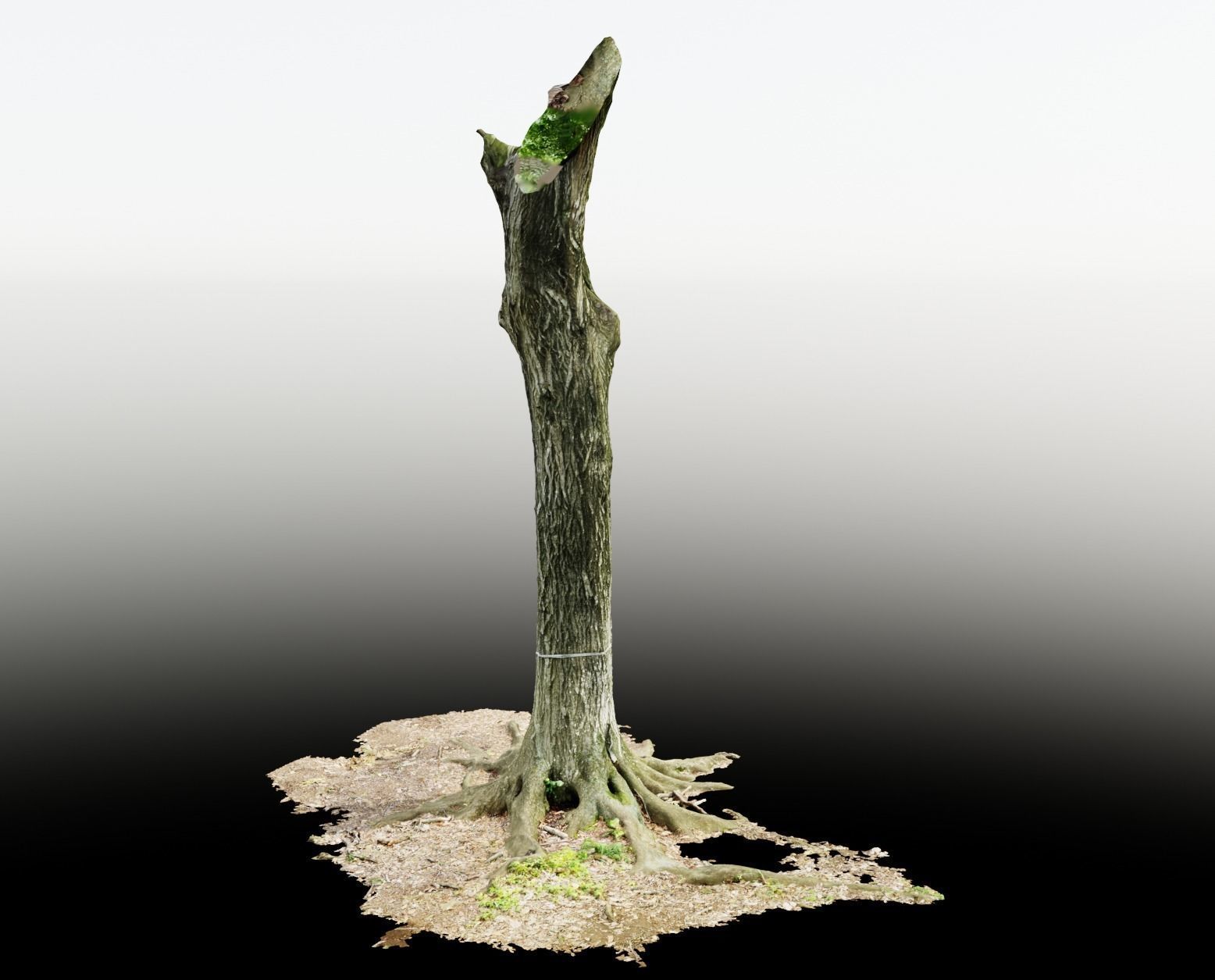 Wood Scan Asset 3 3D model | CGTrader