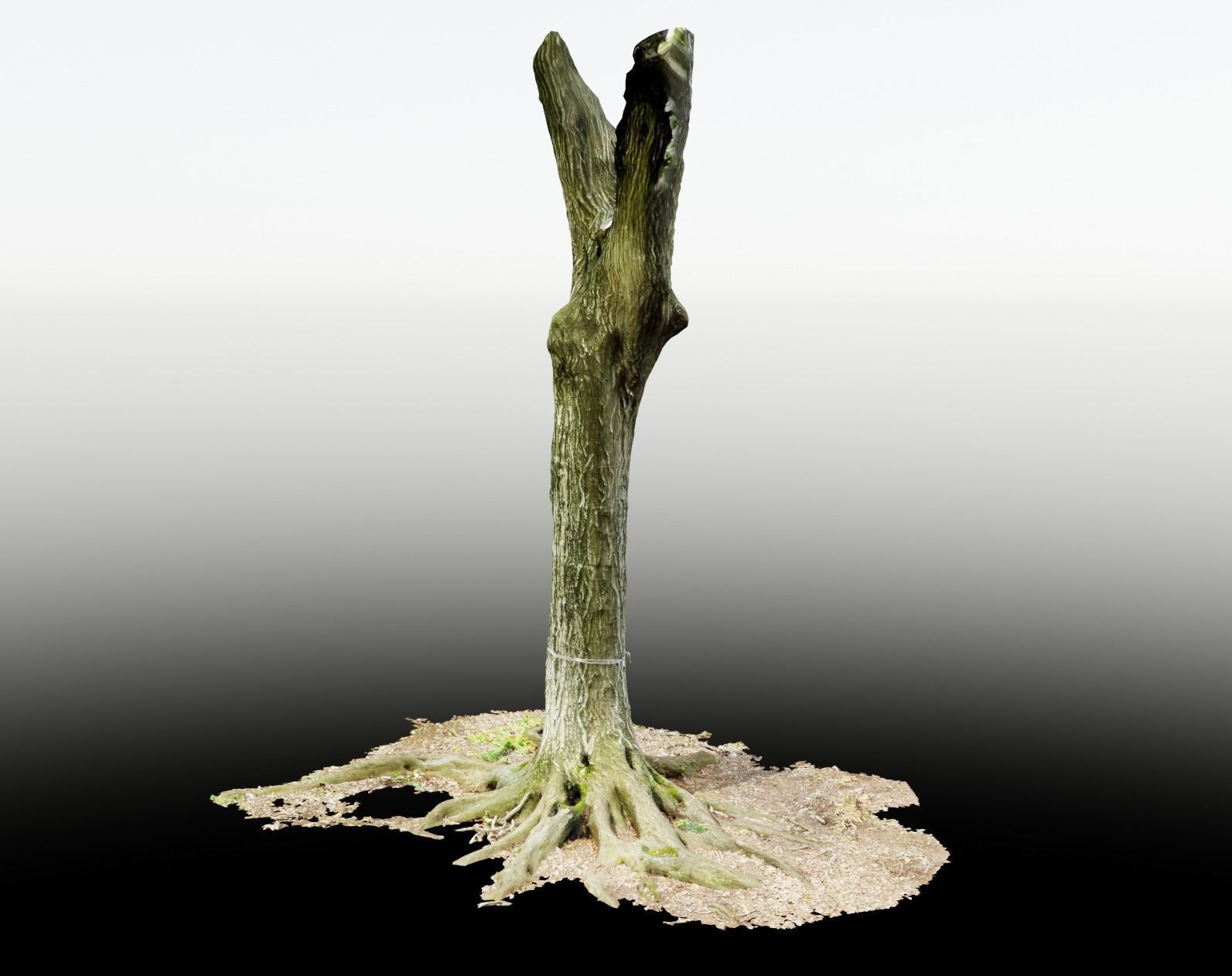 Wood Scan Asset 3 3D model | CGTrader