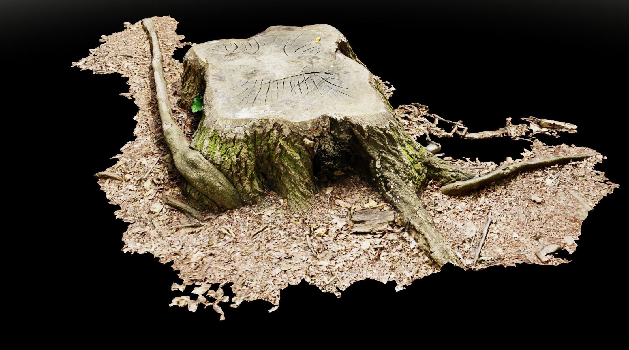 Wood Scan Asset 7 3D model | CGTrader