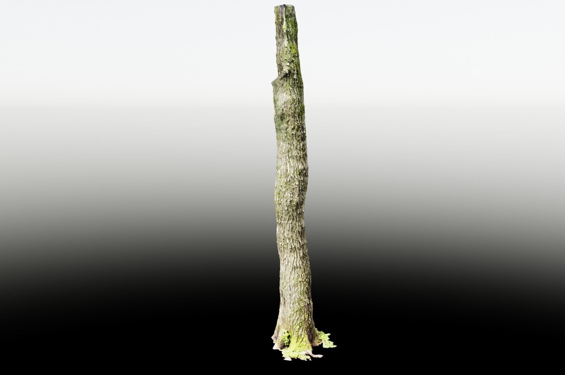 Wood Scan Asset 8 3D model | CGTrader
