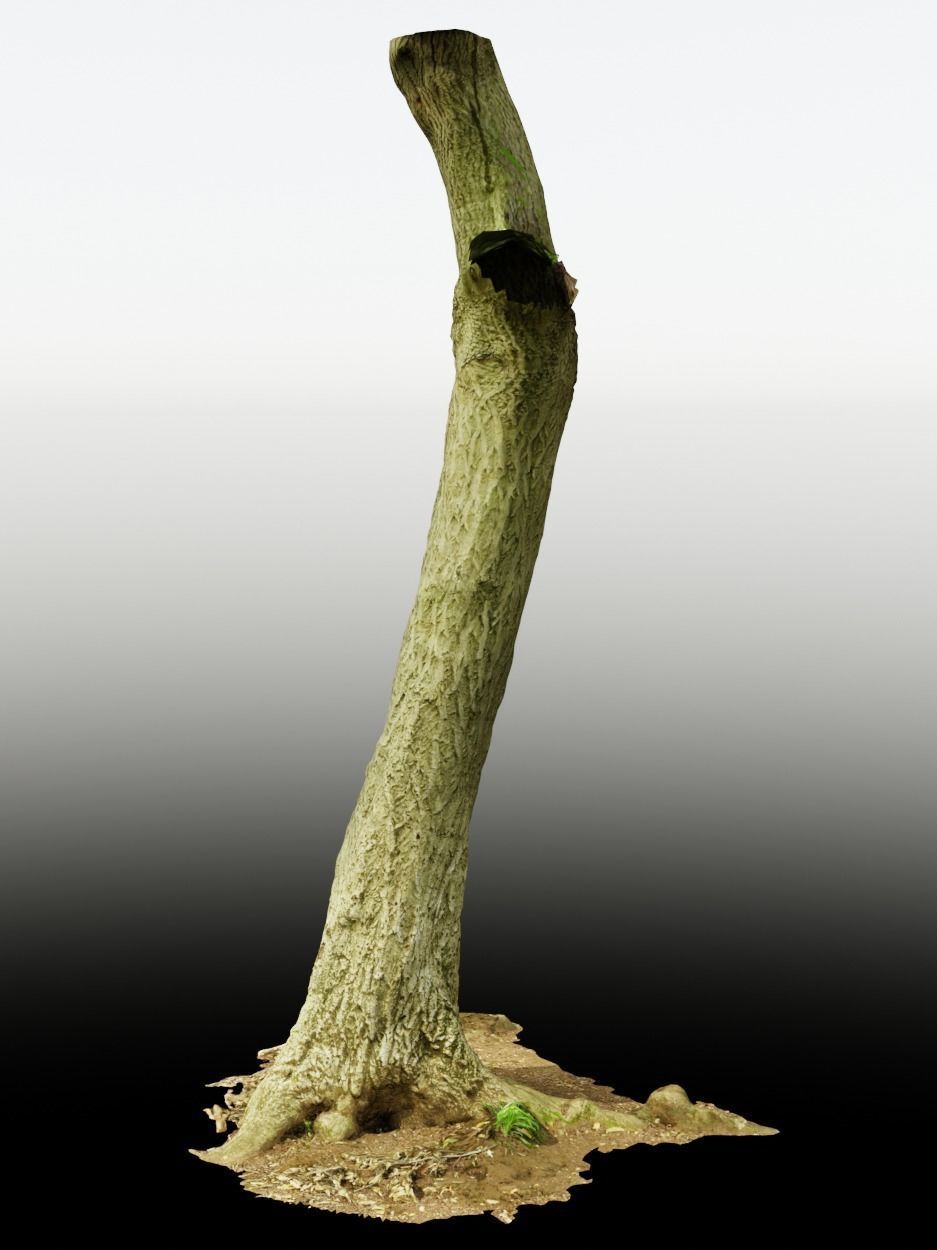 Wood Scan Asset 9 3D model | CGTrader