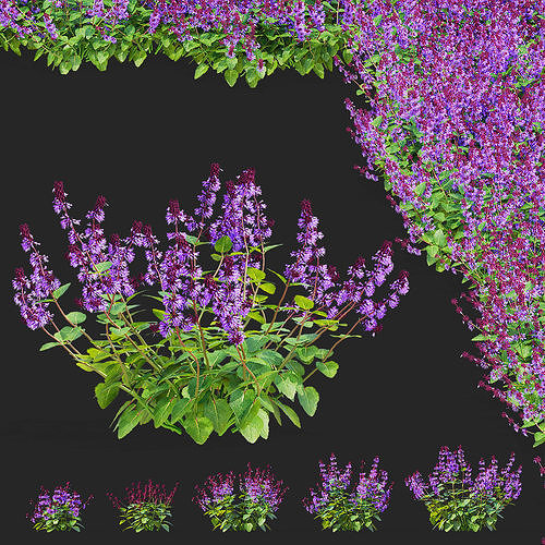Salvia verticillata flower 3D model | CGTrader