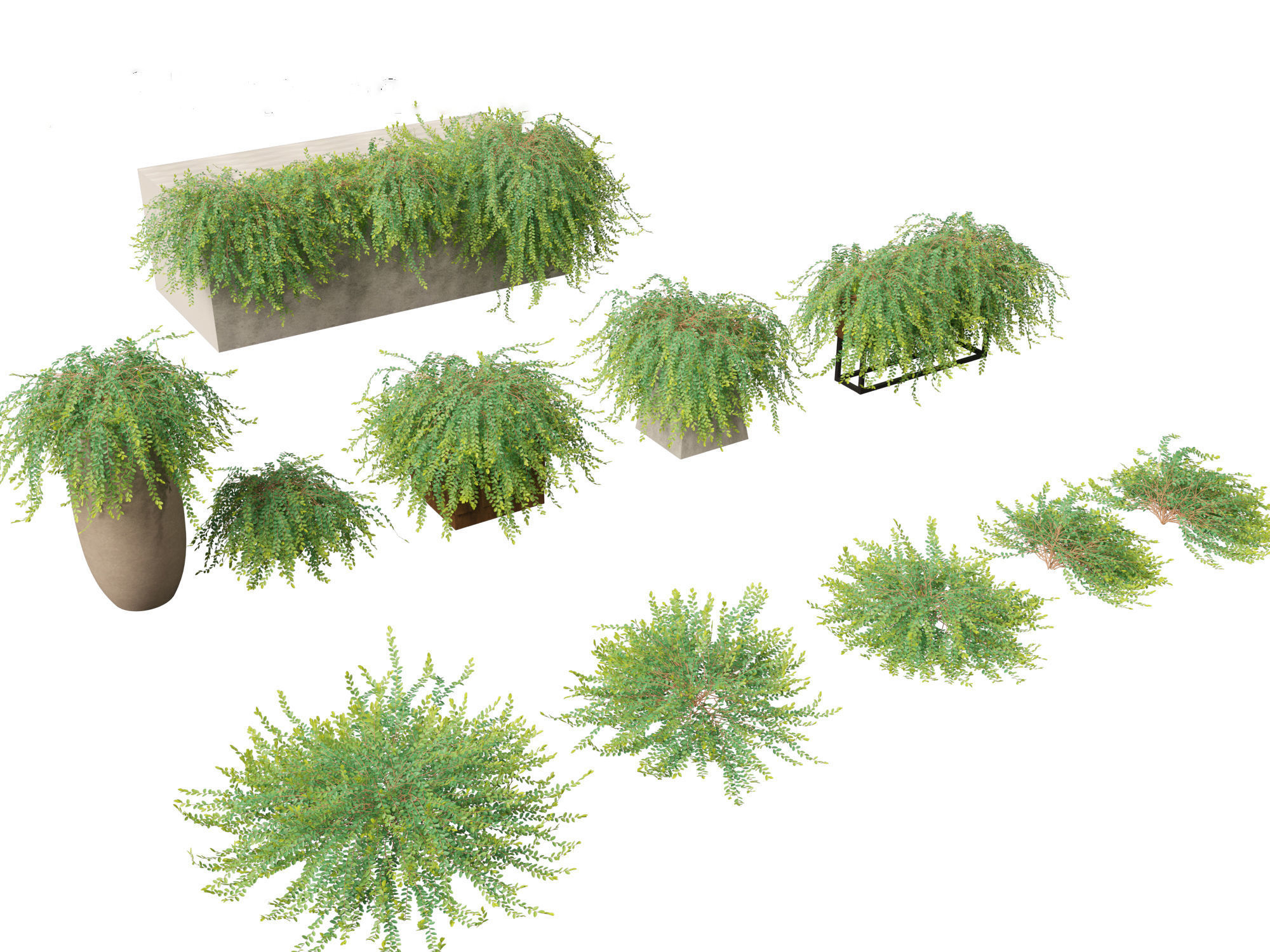 Phyllanthus Cochinchinensis - Vietnam Leaf-Flower 01 3D model | CGTrader