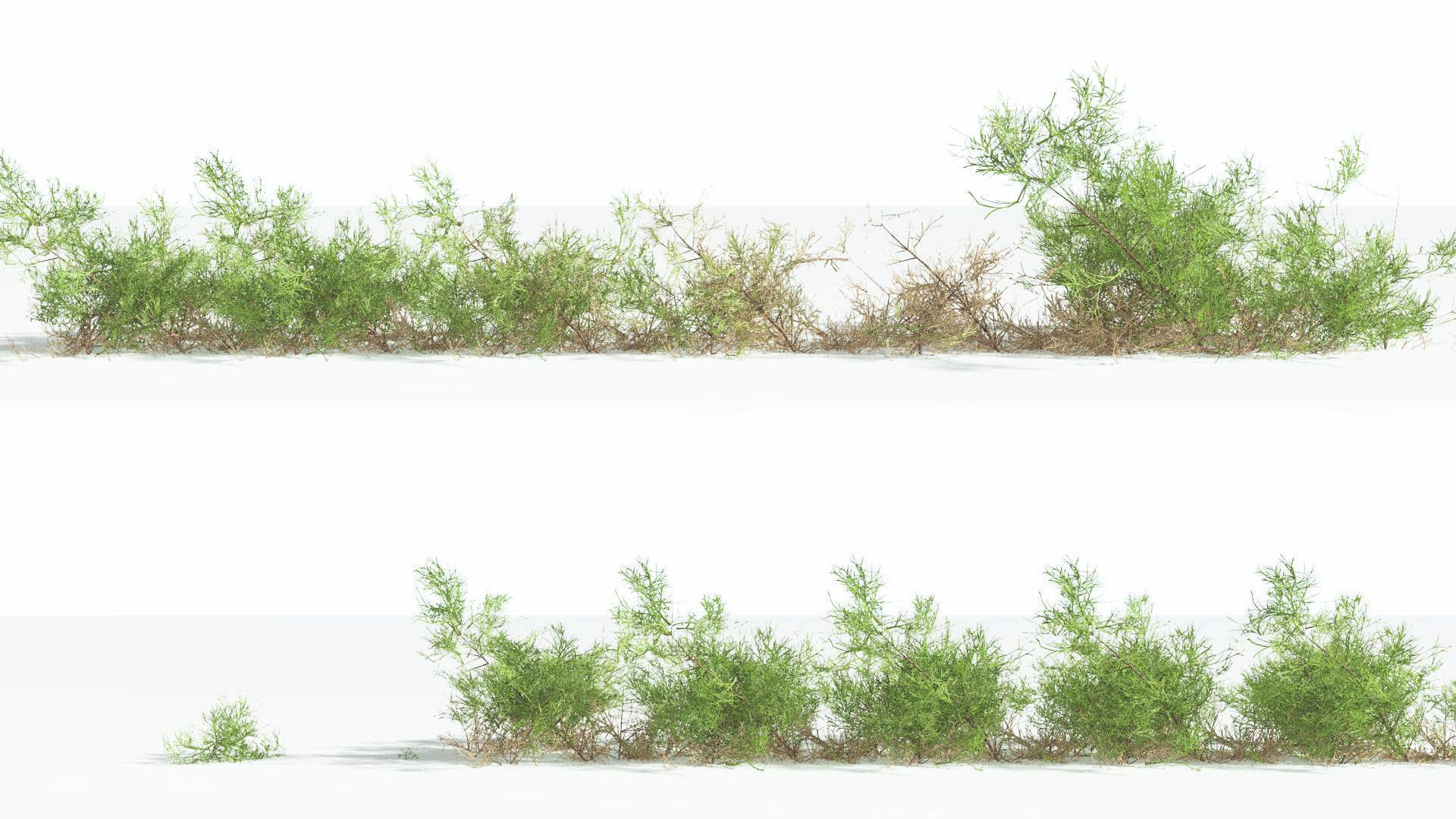 3D model EVERYPlant Iodine Bush LowPoly 3 --14 Models-- VR / AR / low ...