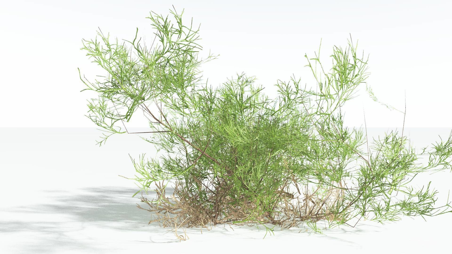 3D model EVERYPlant Iodine Bush LowPoly 3 --14 Models-- VR / AR / low ...