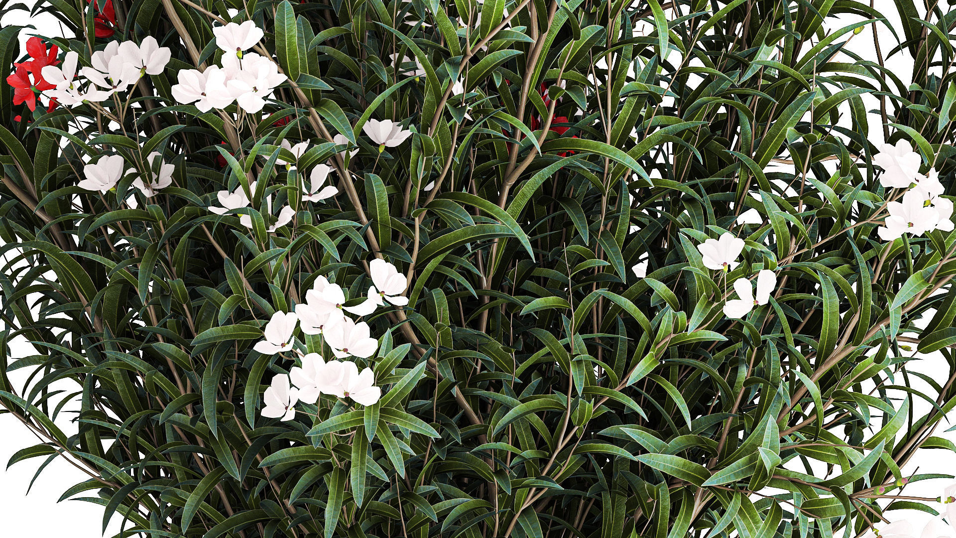 Beautiful red pink Nerium oleander flowers in pots 1365 3D model | CGTrader