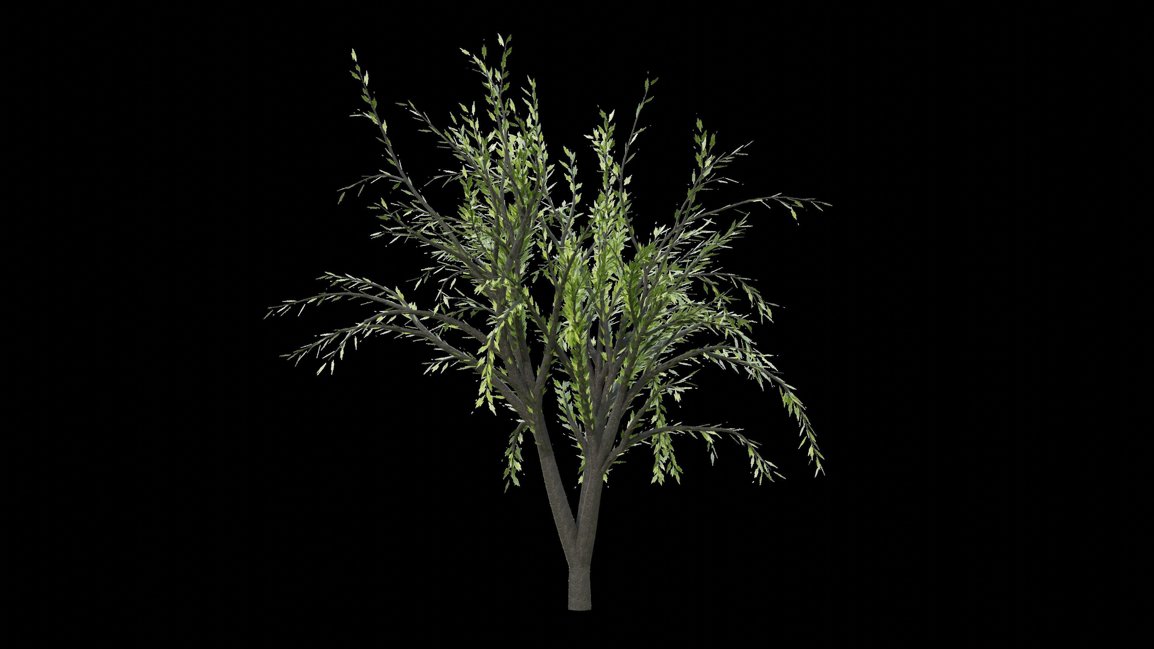 OliveTree 3D model | CGTrader