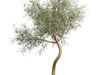 Ghaf trees of Emirates 3D model animated rigged | CGTrader