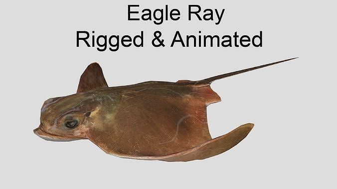 3D model Eagle Ray Realistic Animated VR / AR / low-poly | CGTrader