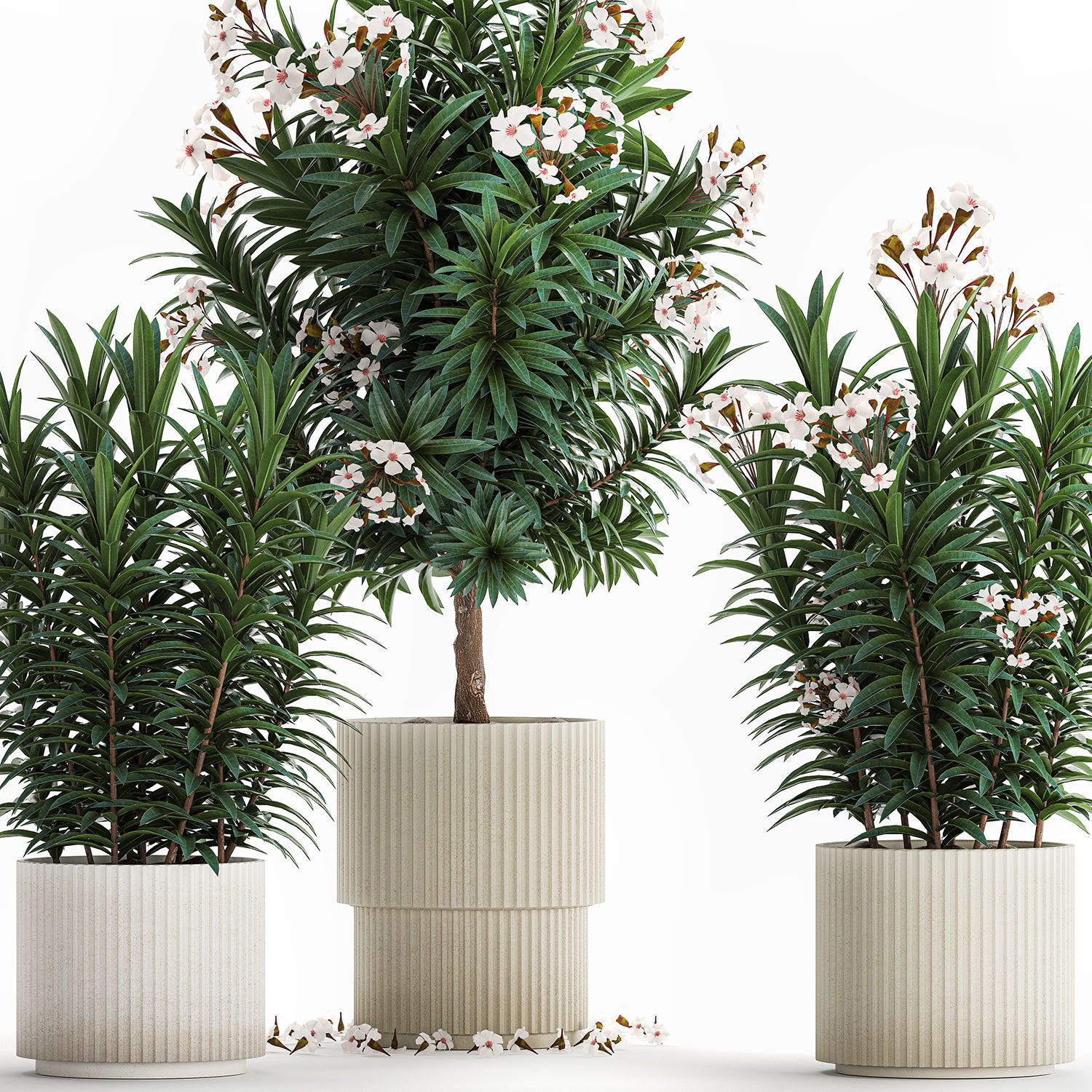 Beautiful plant white Nerium oleander flowers in pots 1366 3D model ...
