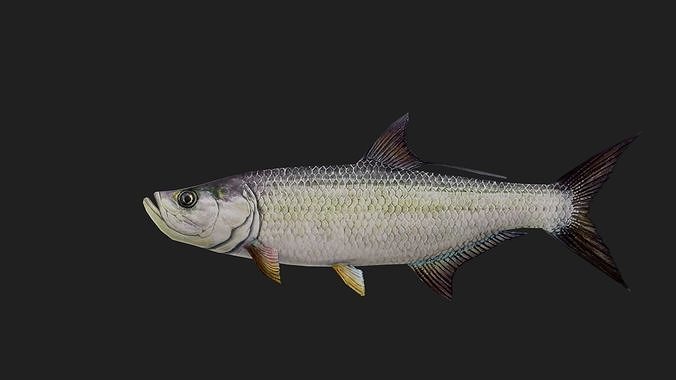 Tarpon 3D model rigged | CGTrader