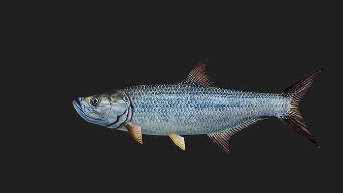 Tarpon 3D model rigged | CGTrader
