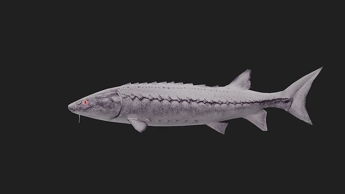 Sturgeon 3D model rigged | CGTrader