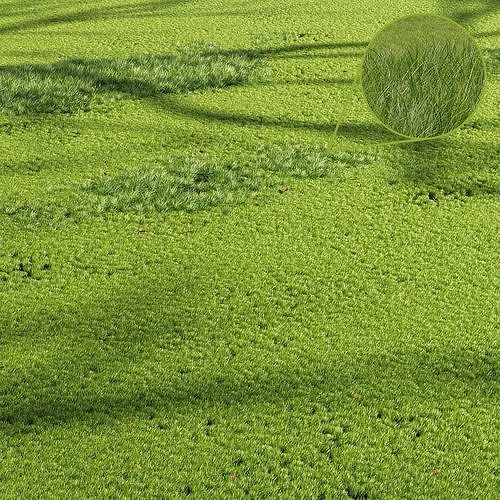 Grass Beautiful Grassland Summer 3D model | CGTrader