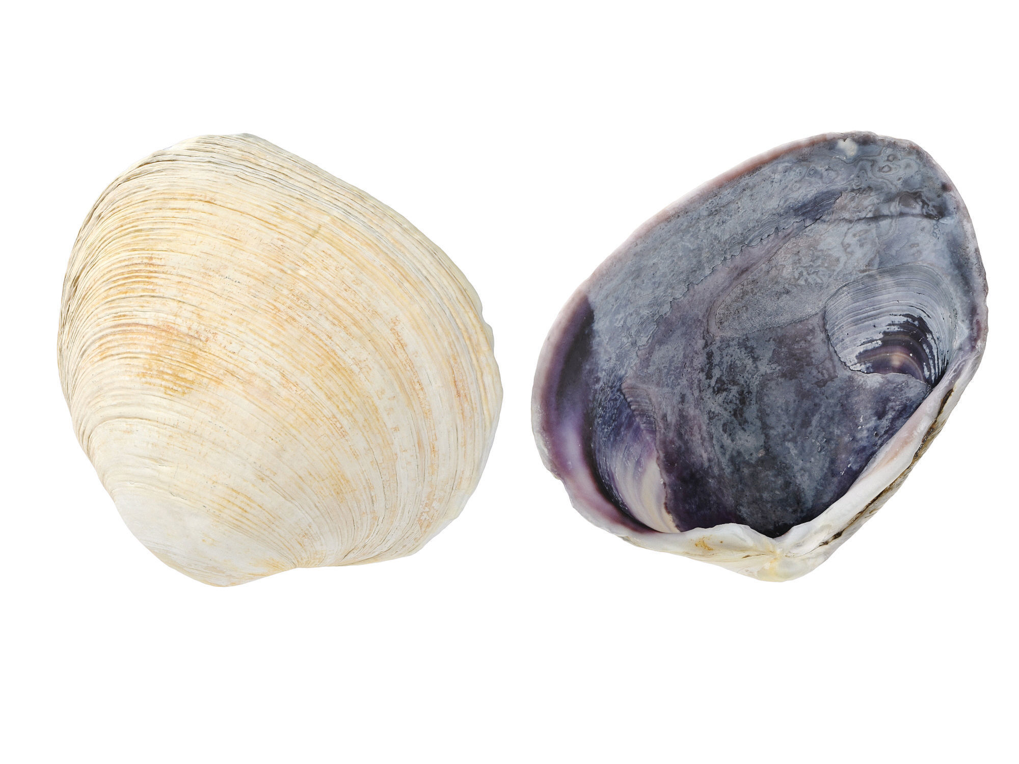 Clams 1 free 3D model | CGTrader