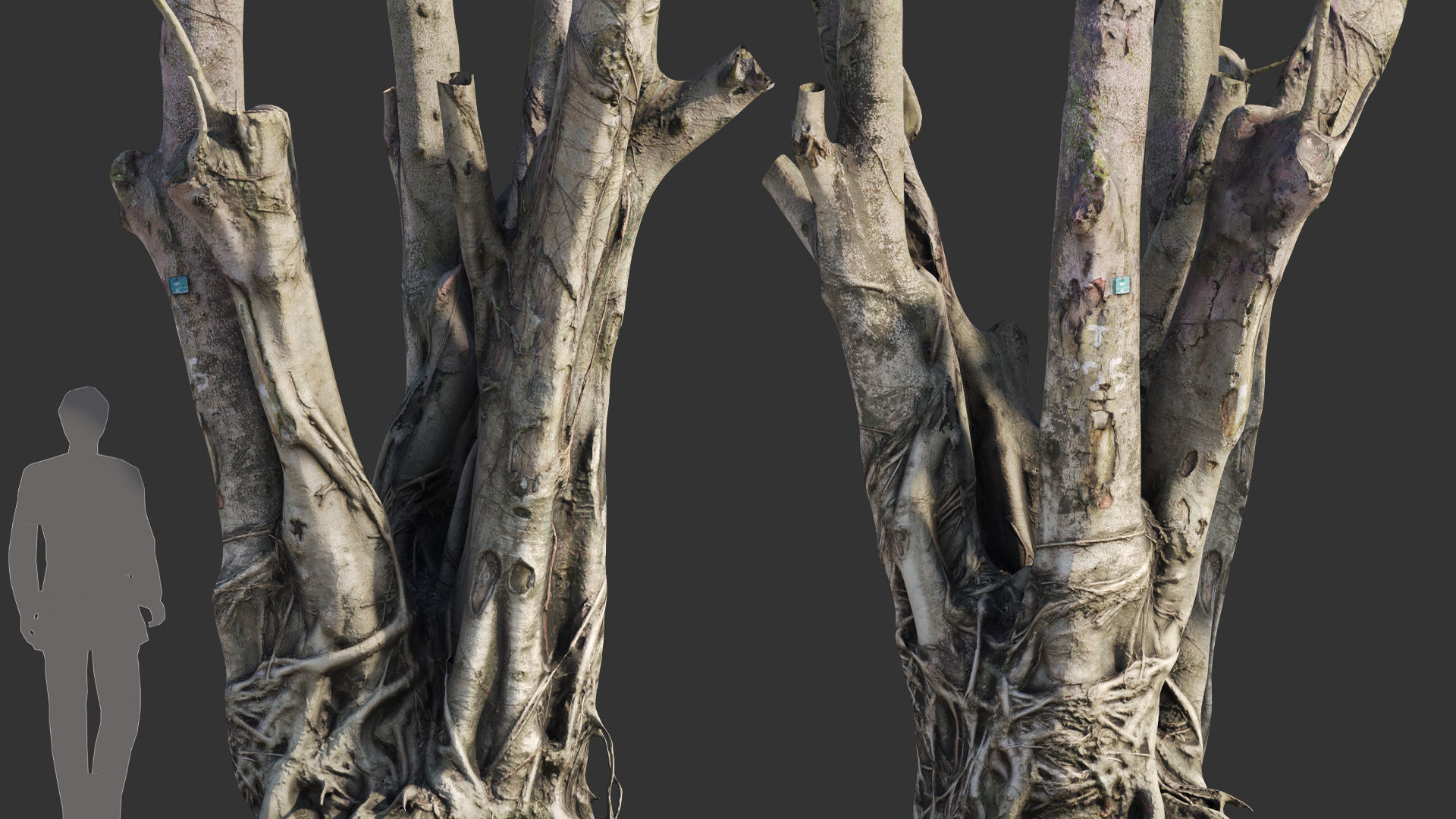 3D model Ficus Tree Trunk 07 VR / AR / low-poly | CGTrader