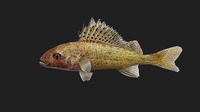 Ruffe 3D model rigged | CGTrader