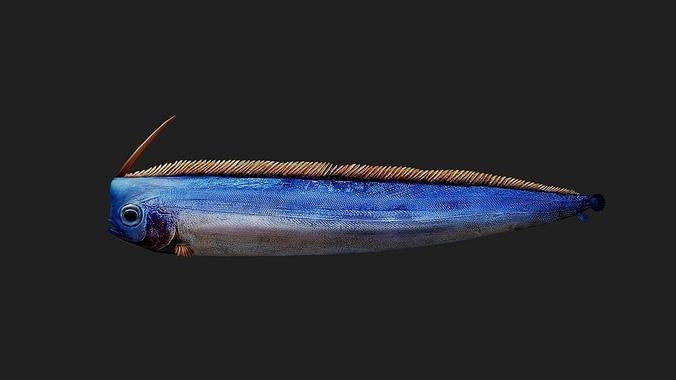 Crestedbandfish 3D model rigged | CGTrader
