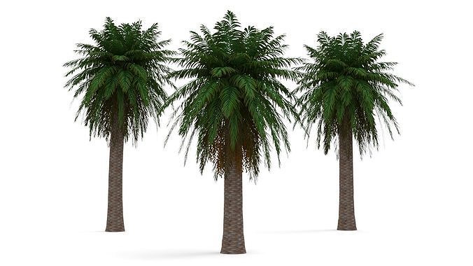 3D model Palm Pack VR / AR / low-poly | CGTrader