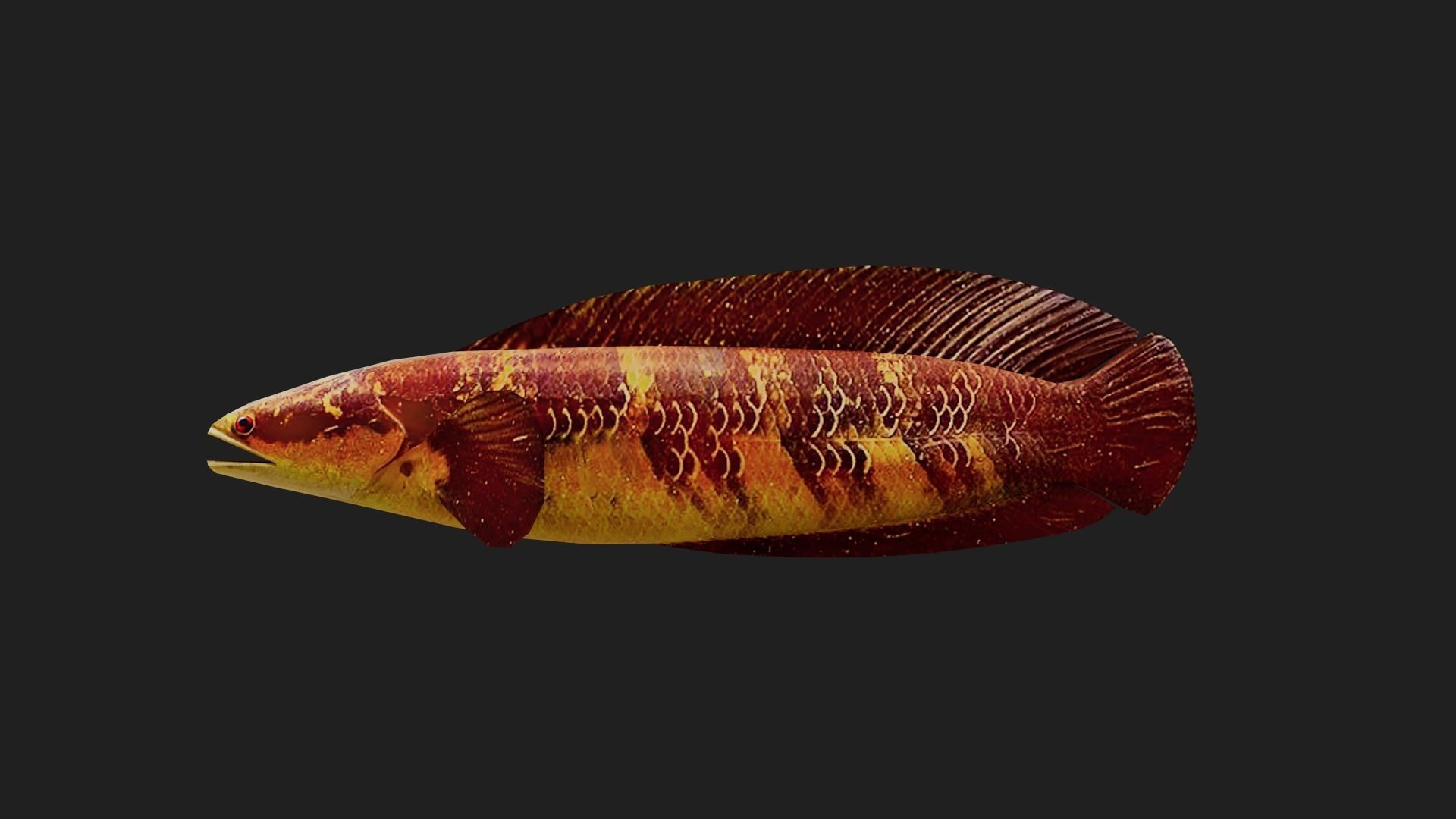 Snakehead 3D model rigged | CGTrader