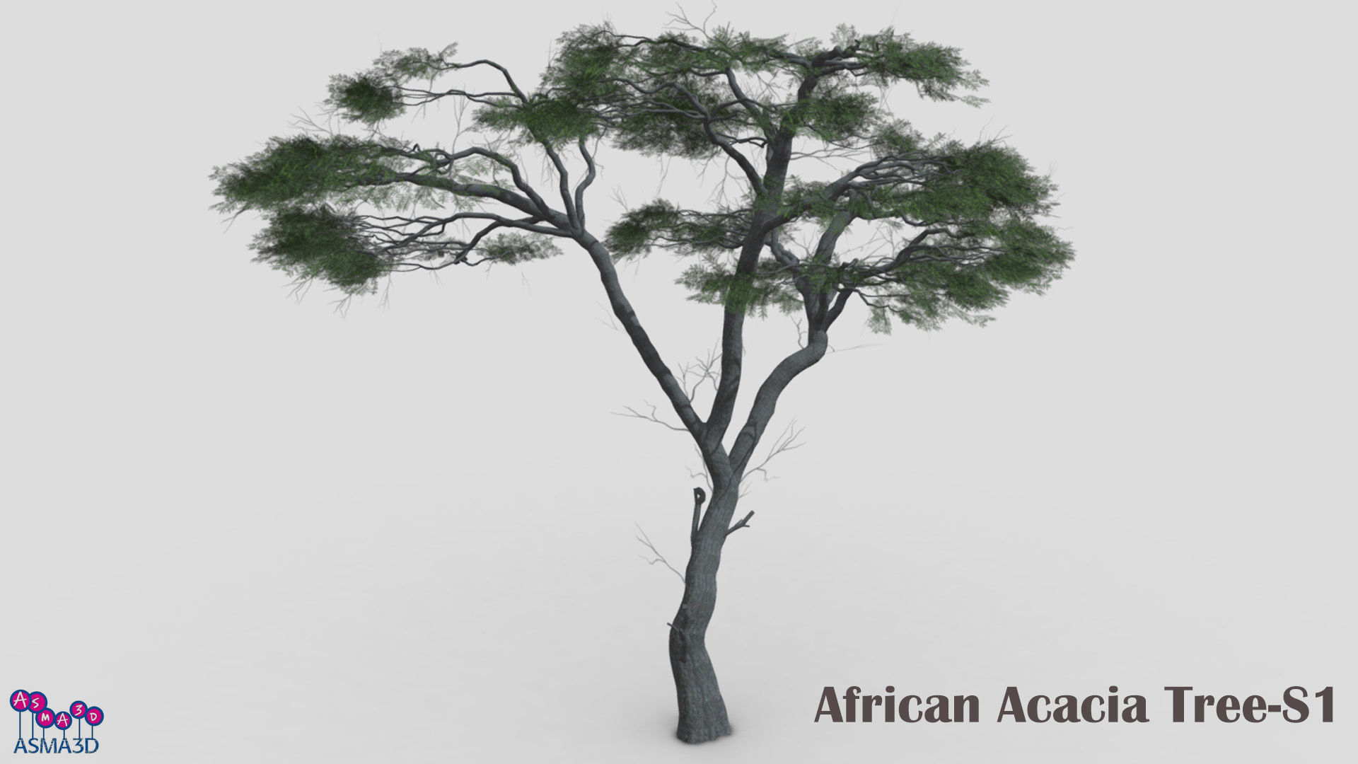 3D model African Acacia Tree-S1 VR / AR / low-poly | CGTrader