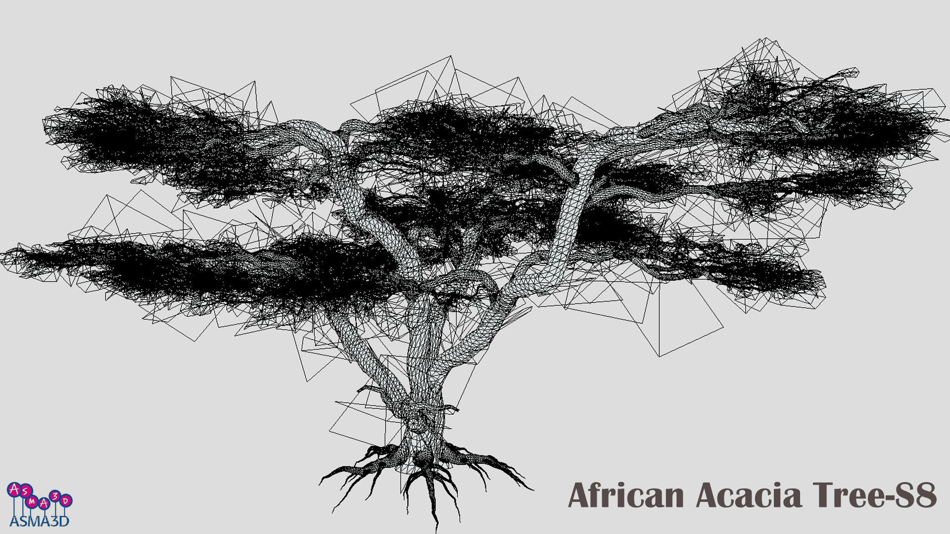 3D model African Acacia Tree-S8 VR / AR / low-poly | CGTrader