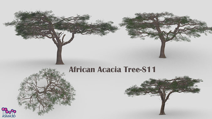 3D model African Acacia Tree-S11 VR / AR / low-poly | CGTrader