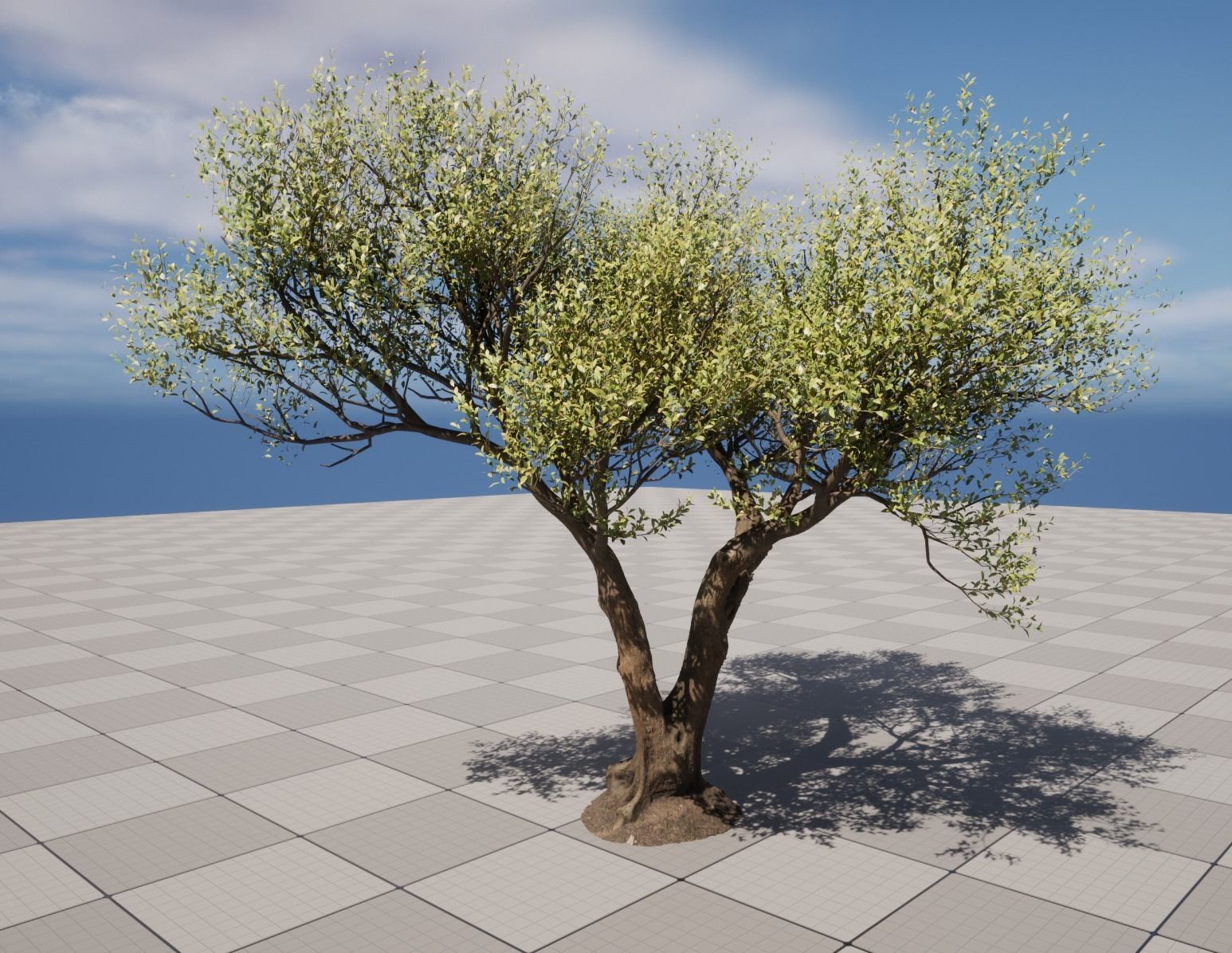 Olive tree 3D model | CGTrader