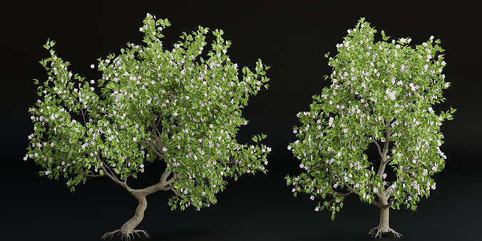 collection trees vol 13-Blender 3D model | CGTrader